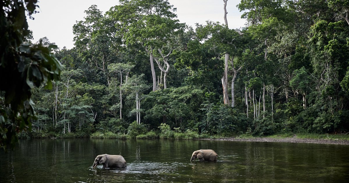FSC-Certified Forests Help Protect Large Mammals | WWF