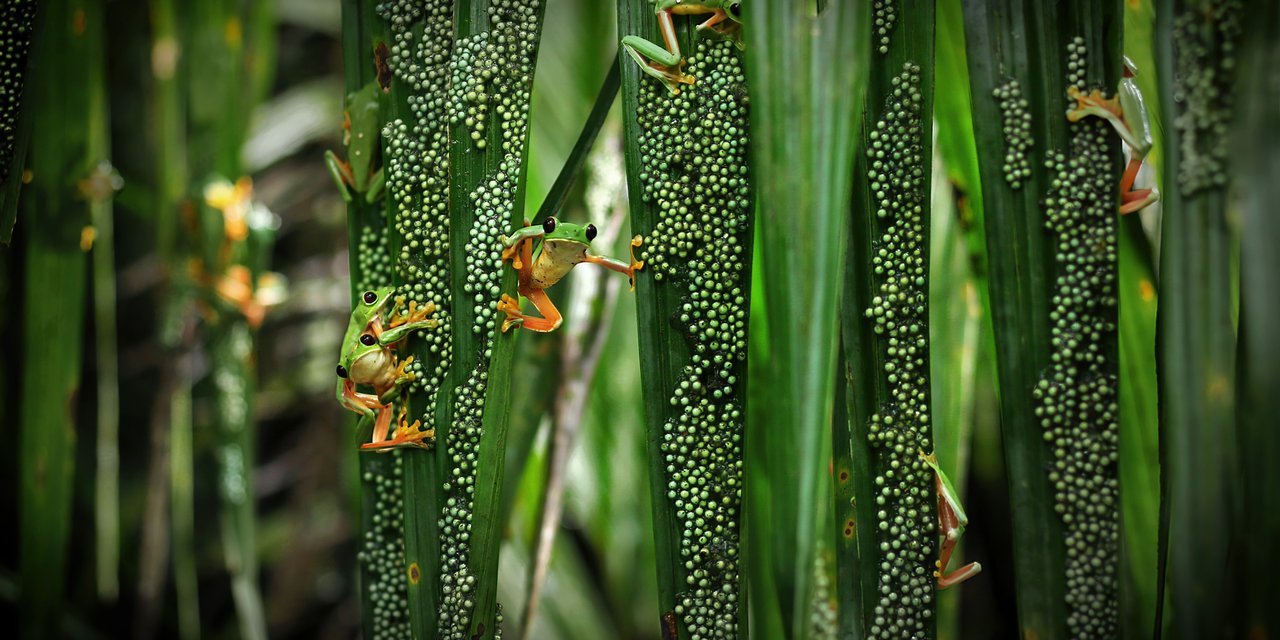 Gliding Tree Frogs: Breeding Behavior in Costa Rica’s Osa Pe | World ...