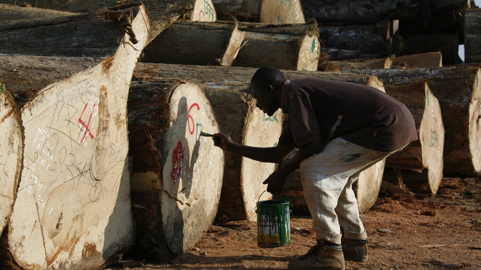 Combating Illegal Logging | WWF | World Wildlife Fund