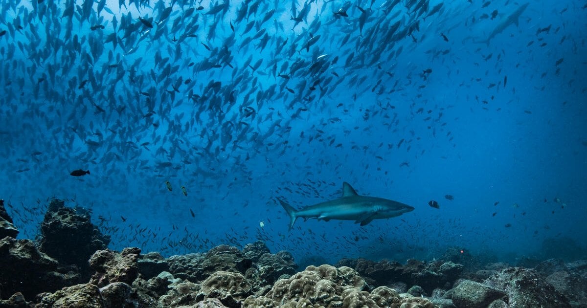 WWF Oceans Futures: Climate, Peace & Security | World Wildlife Fund
