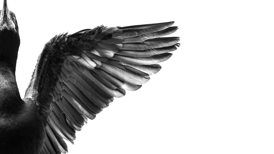 Gallery: Wildlife Photographs by Rachel Bigsby | World Wildlife Fund