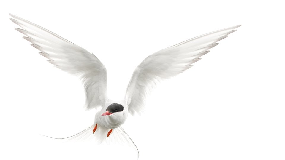 Gallery: Wildlife Photographs by Rachel Bigsby | World Wildlife Fund