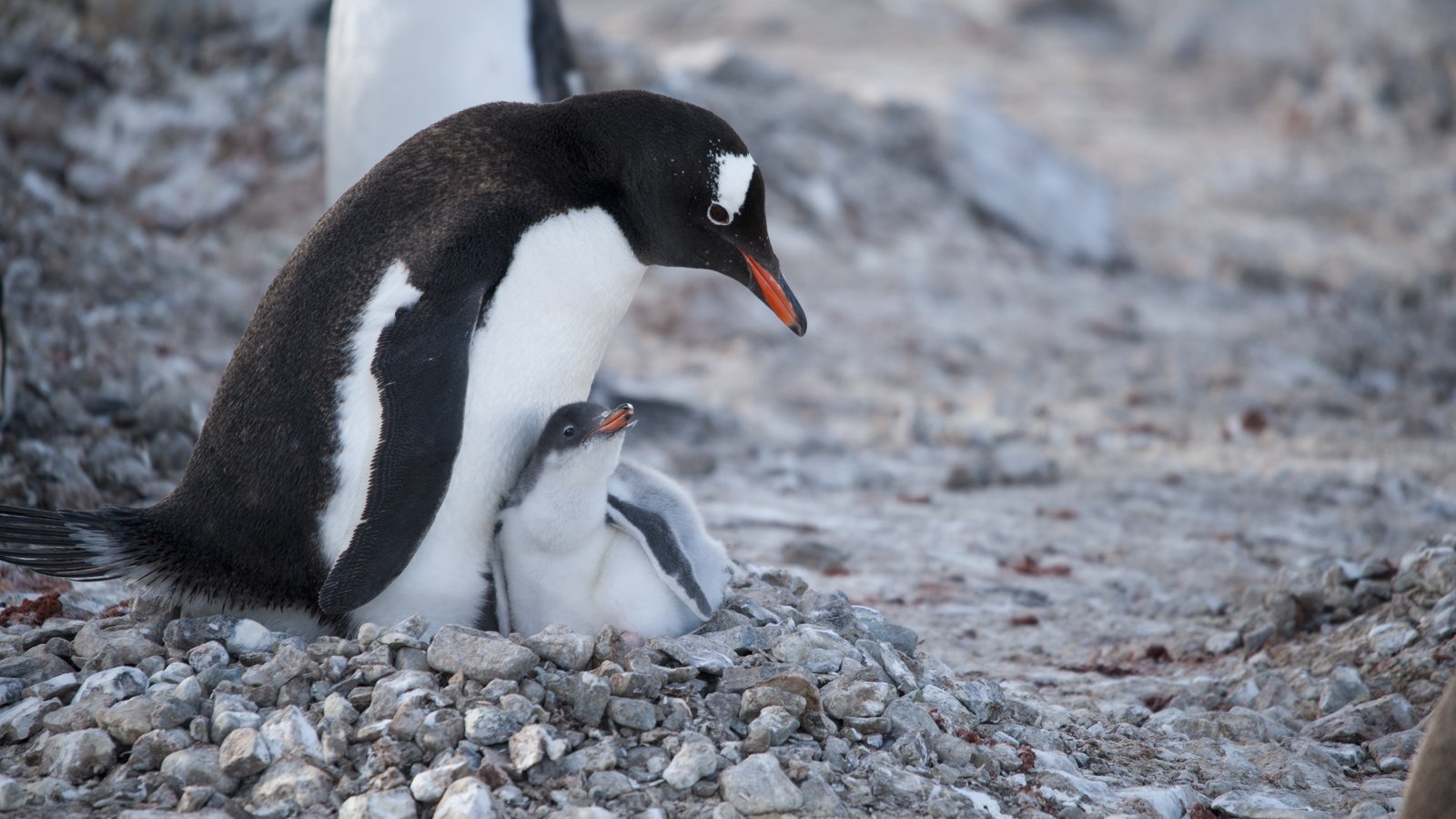 Love in the Wild: Animal Mating Rituals | WWF