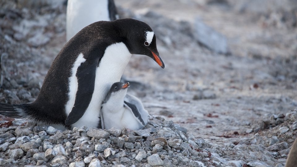 Love in the Wild: Animal Mating Rituals | World Wildlife Fund