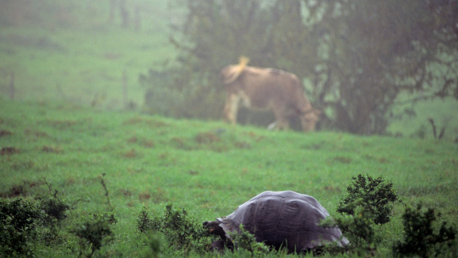 Tortuga gigante | WWF