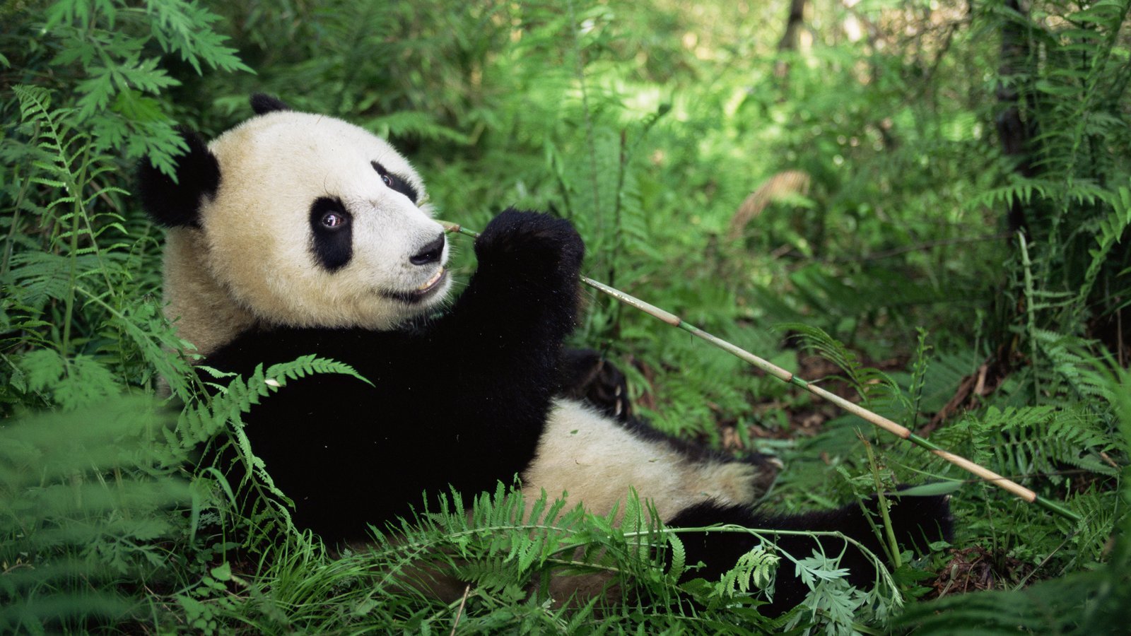 Giant Panda | World Wildlife Fund