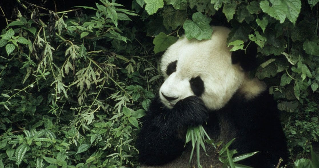 Giant Pandas and Climate Change | WWF
