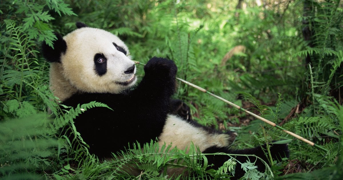 Top 10 Conservation Wins of the Century | World Wildlife Fund