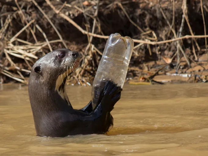WWF Activism Highlights and Impact in 2019 | World Wildlife Fund