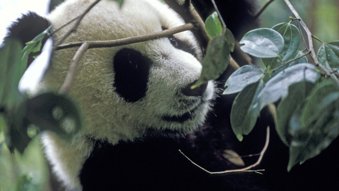 The Yangtze Region and River | WWF | WWF