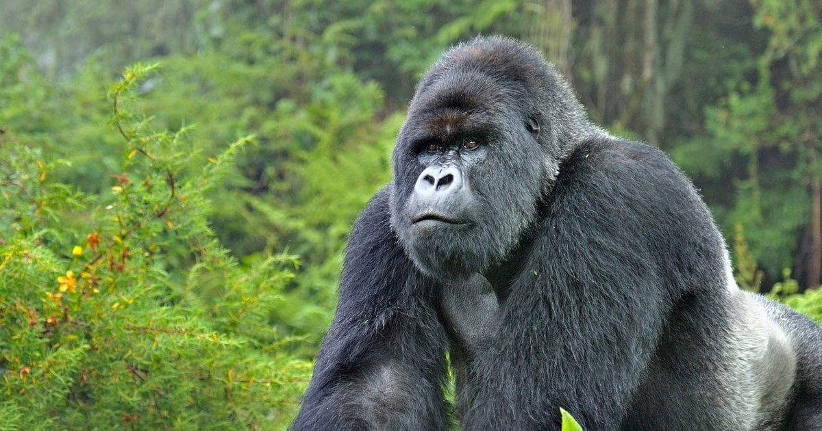 Gorilla Facts: Behavior, Diet, Behavior, & Conservation | WWF