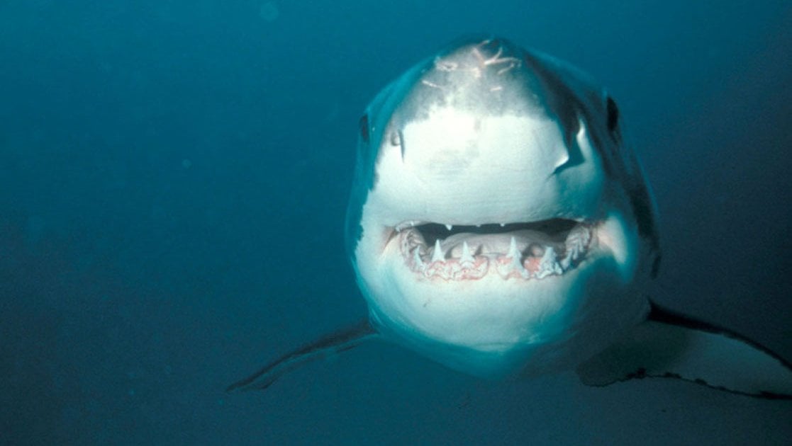 Great White Shark | World Wildlife Fund