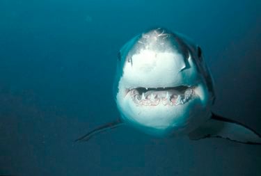 Sharks | World Wildlife Fund