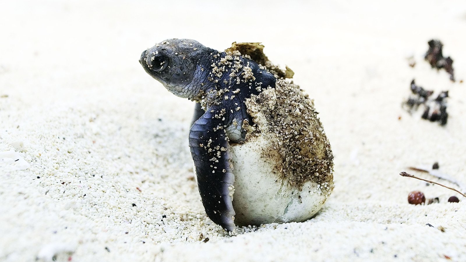 Green Turtles | WWF