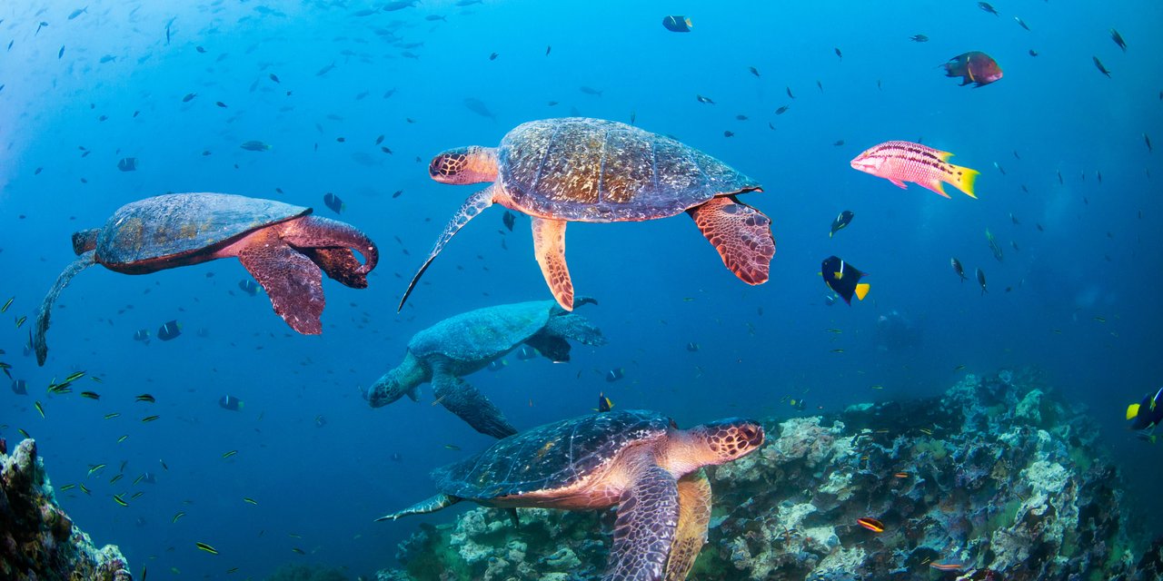 Using DNA to protect sea turtles | World Wildlife Fund