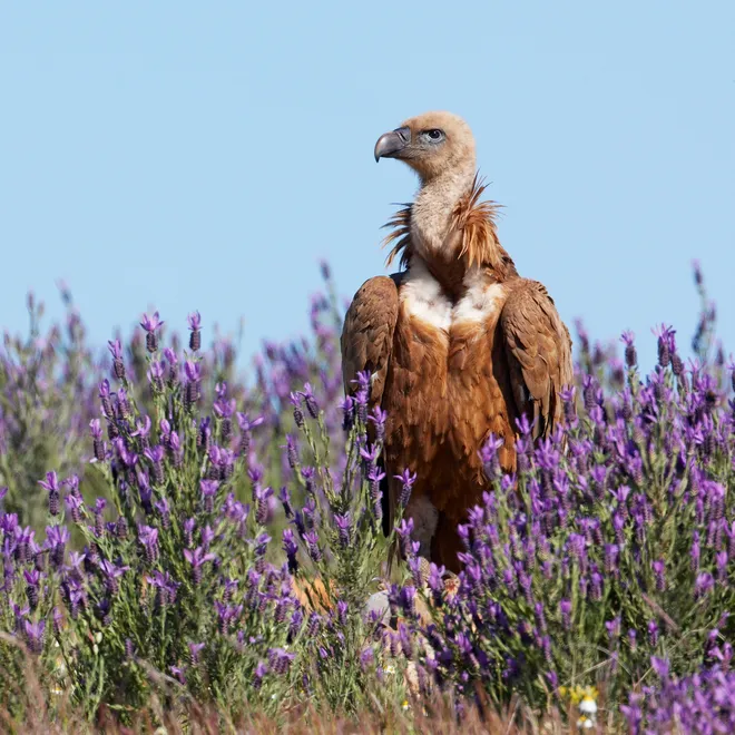Vultures: Nature’s Influencers and Ecosystem Protectors | World ...