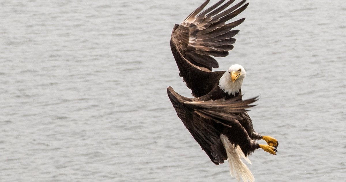 The US Endangered Species Act | World Wildlife Fund