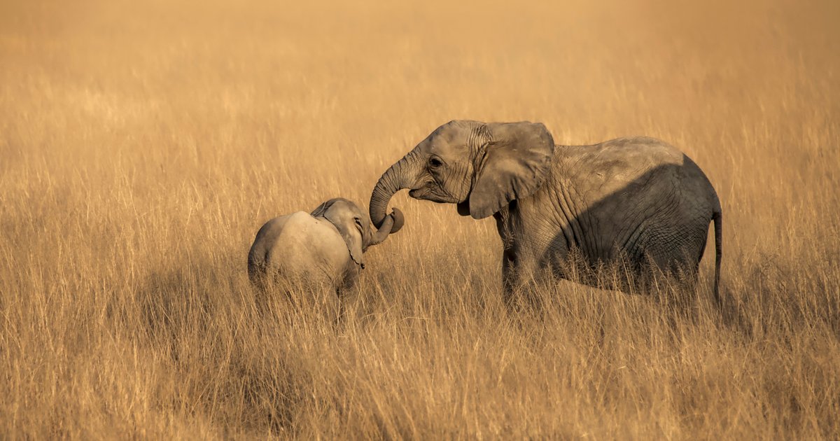 Welcome, WWF heroes! | World Wildlife Fund