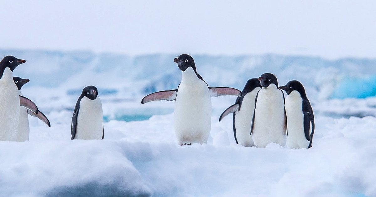 Penguin | World Wildlife Fund