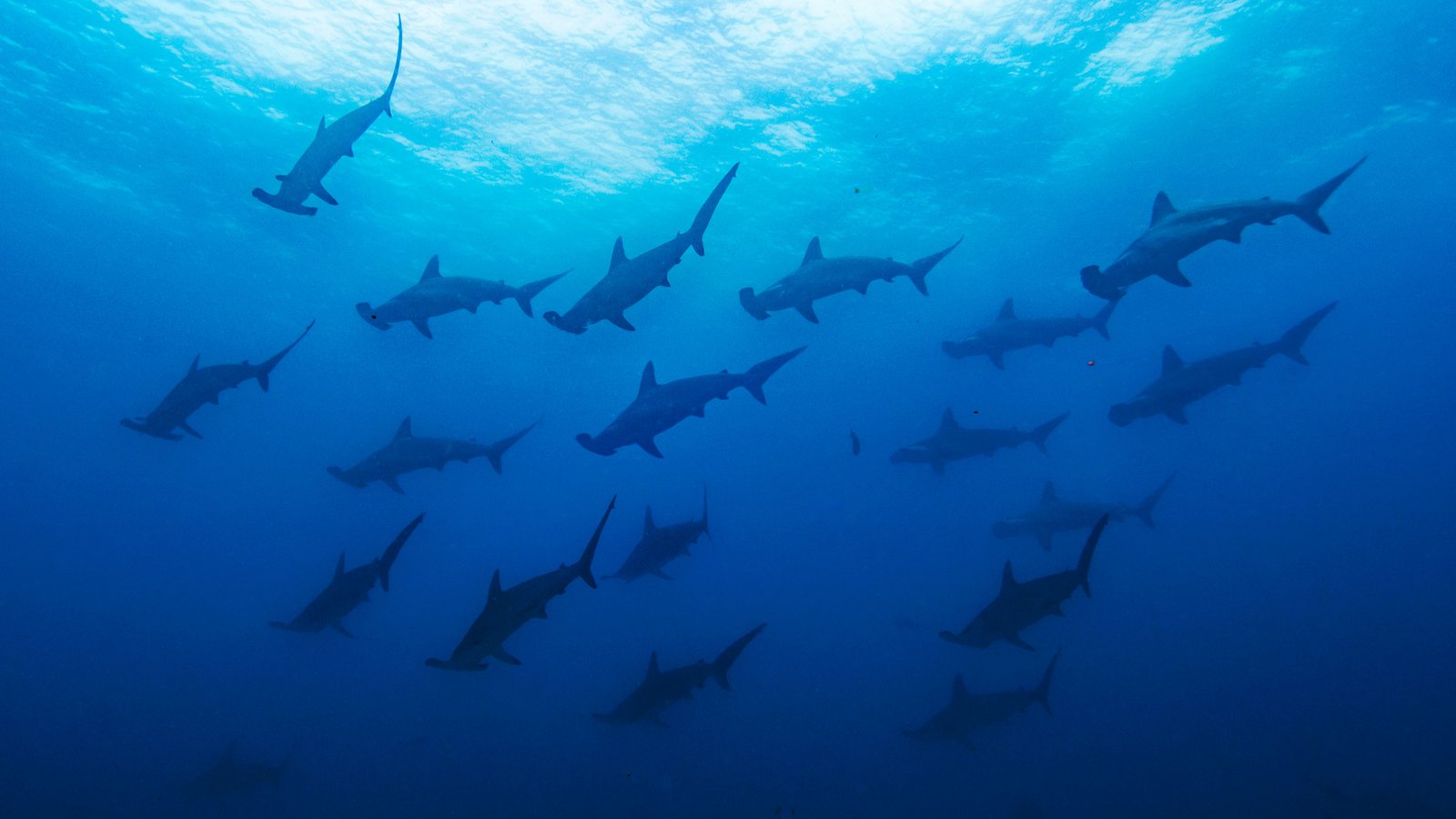Why Sharks are Vital to Oceans and Climate Health | World Wildlife Fund
