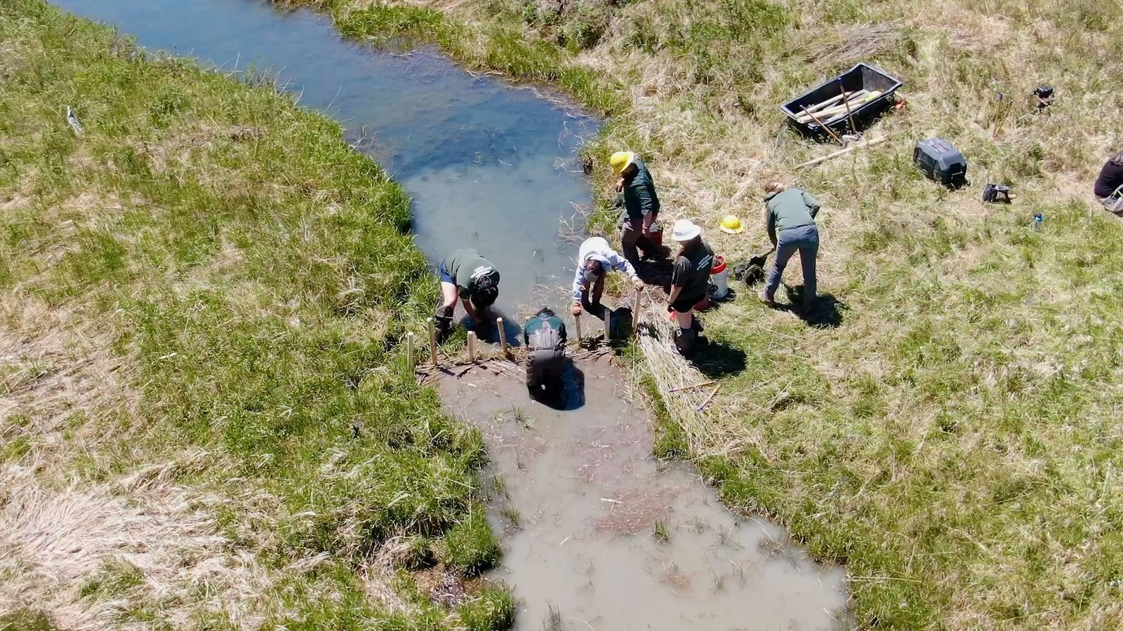Beaver | World Wildlife Fund