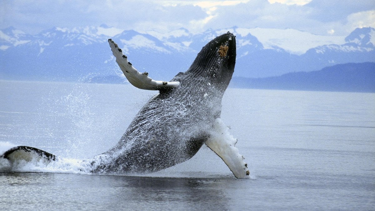 How Whales Help Fight Climate Change and Support Oceans | WWF