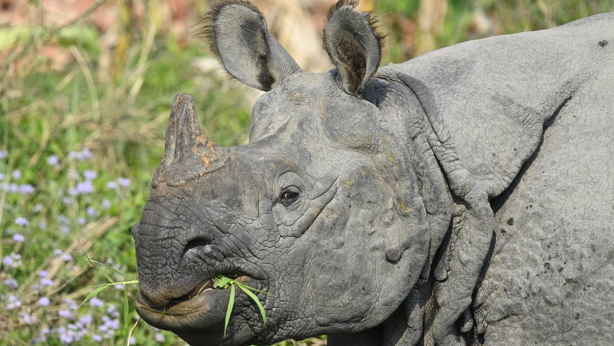 Eight Species Making a Comeback | WWF | WWF