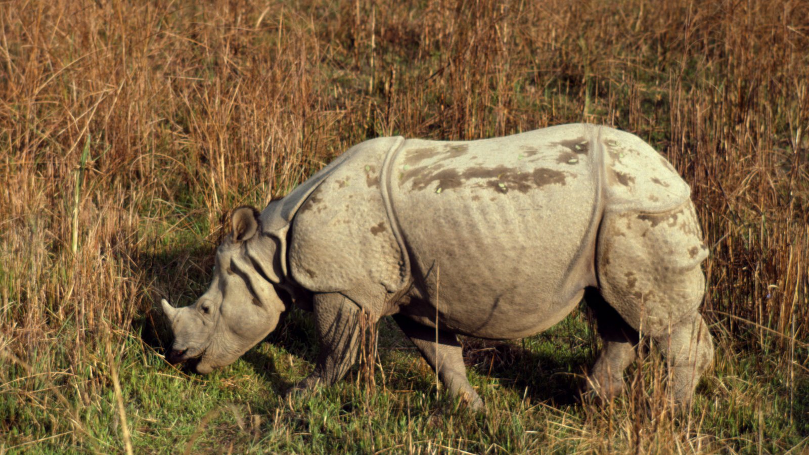 Where do Rhinos Live? And Eight Other Rhino Facts | World Wildlife Fund