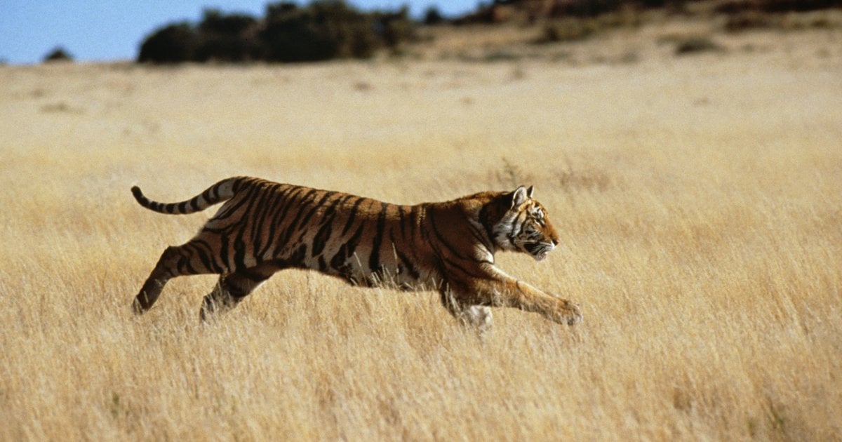 Explore Endangered Species and Wildlife Profiles Worldwide | World ...