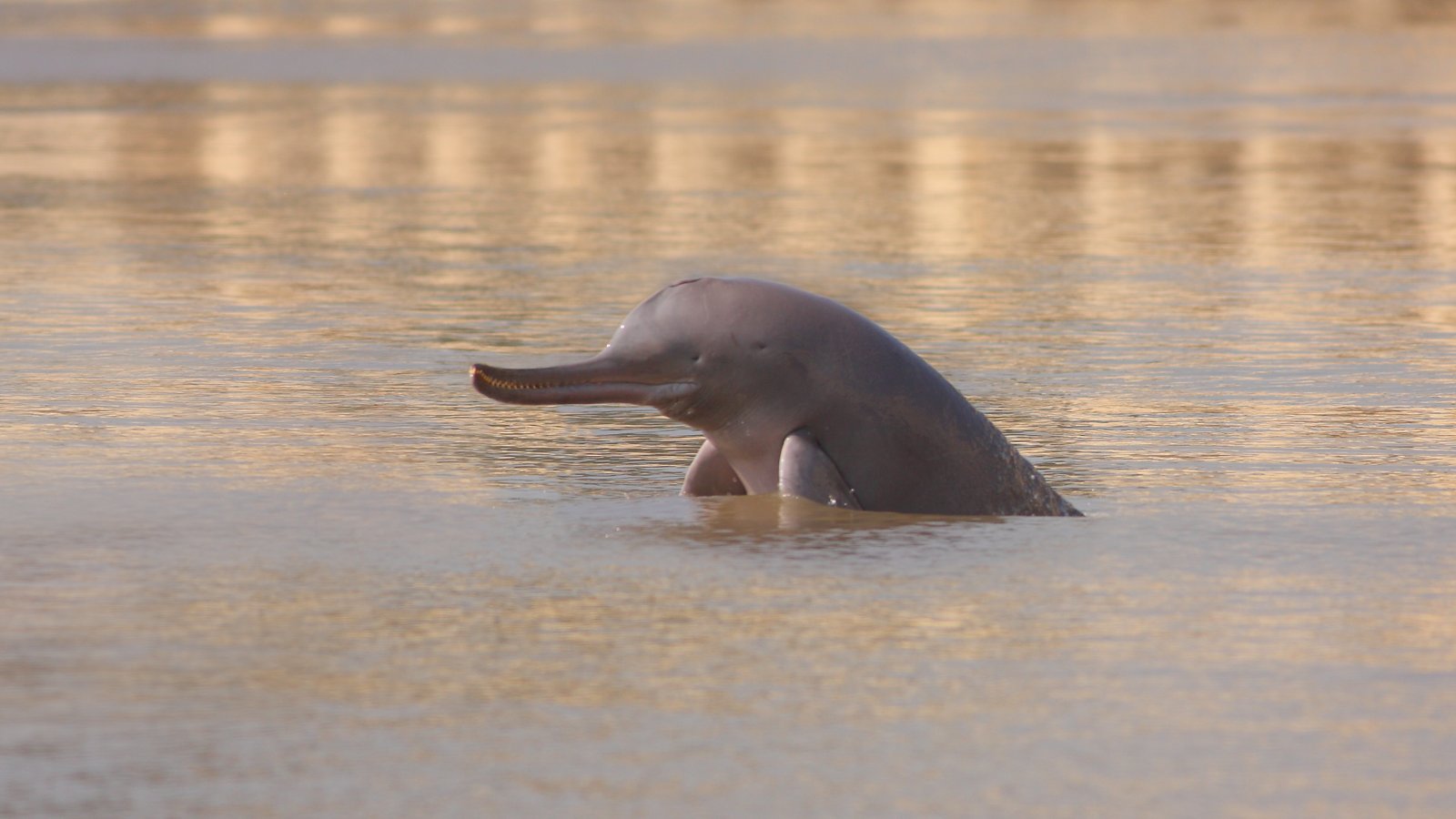 Dolphin Vs Porpoise: Key Differences And River Facts | WWF