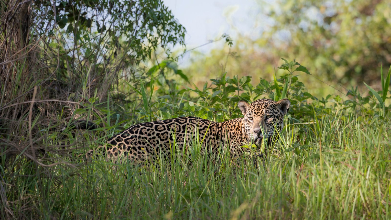 Protecting the Amazon: Why This Rainforest Matters | World Wildlife Fund