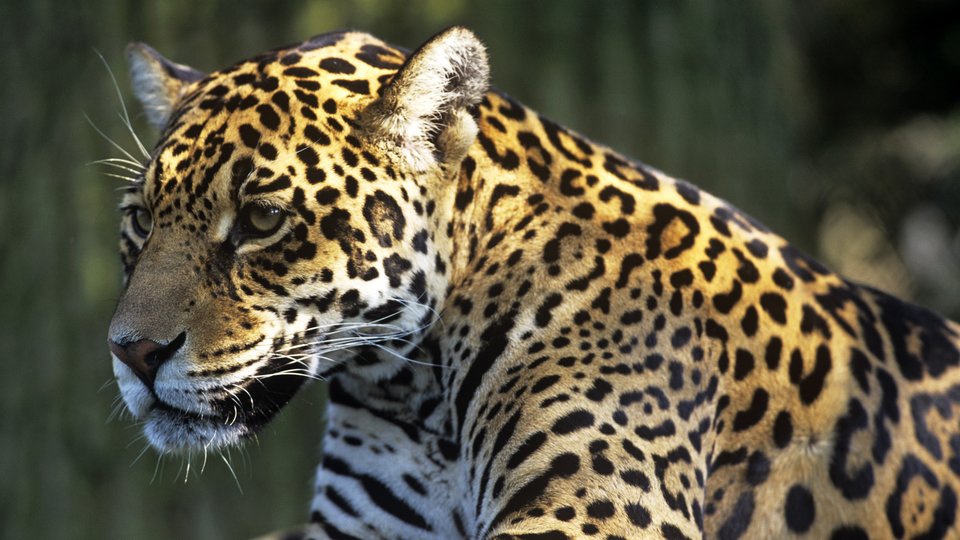 The Atlantic Forest | WWF | World Wildlife Fund