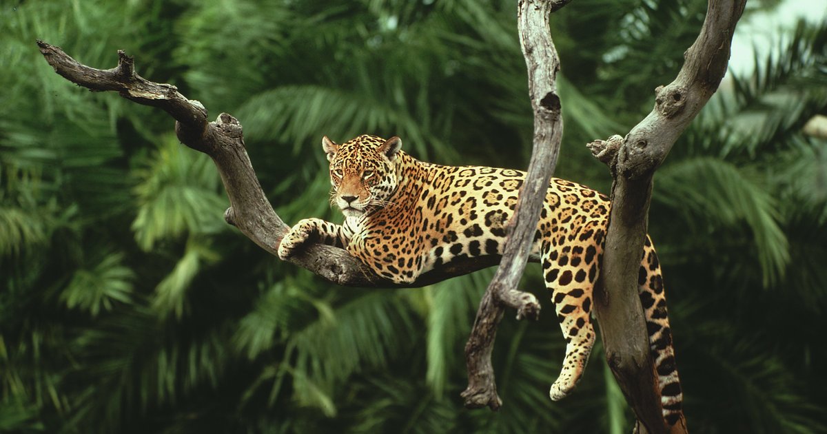 Nature’s Awards Show: Celebrating Wildlife, Ecosystems, and Earth ...