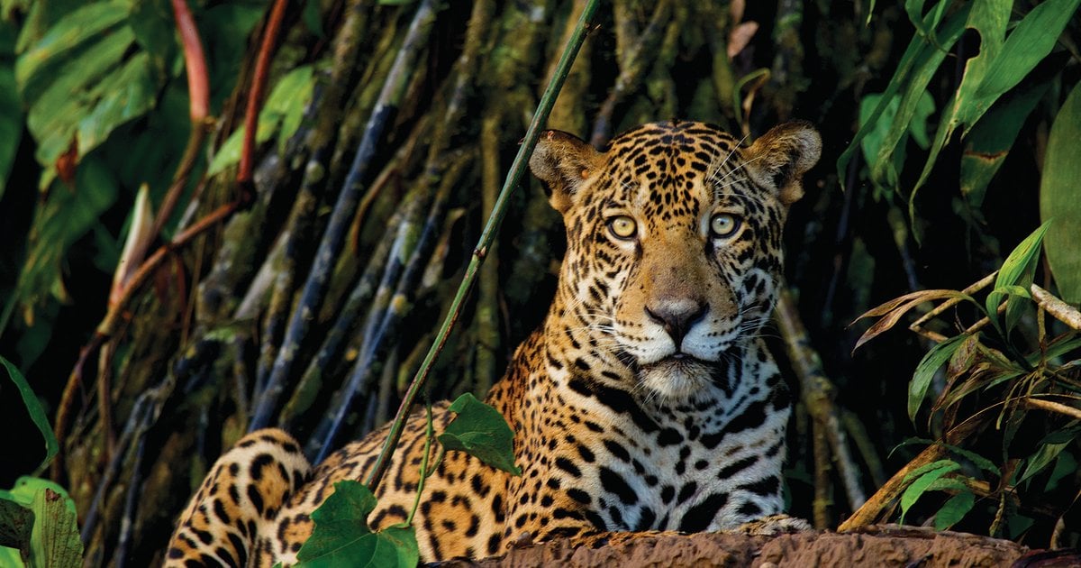 Connecting Guyana’s Amazon Landscapes | World Wildlife Fund