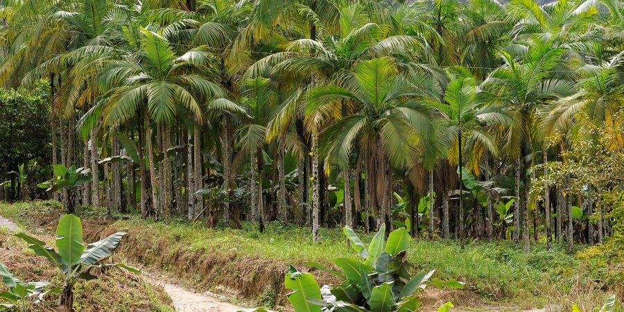 Protecting Brazil’s Forests Through Juçara Mother Trees | World ...