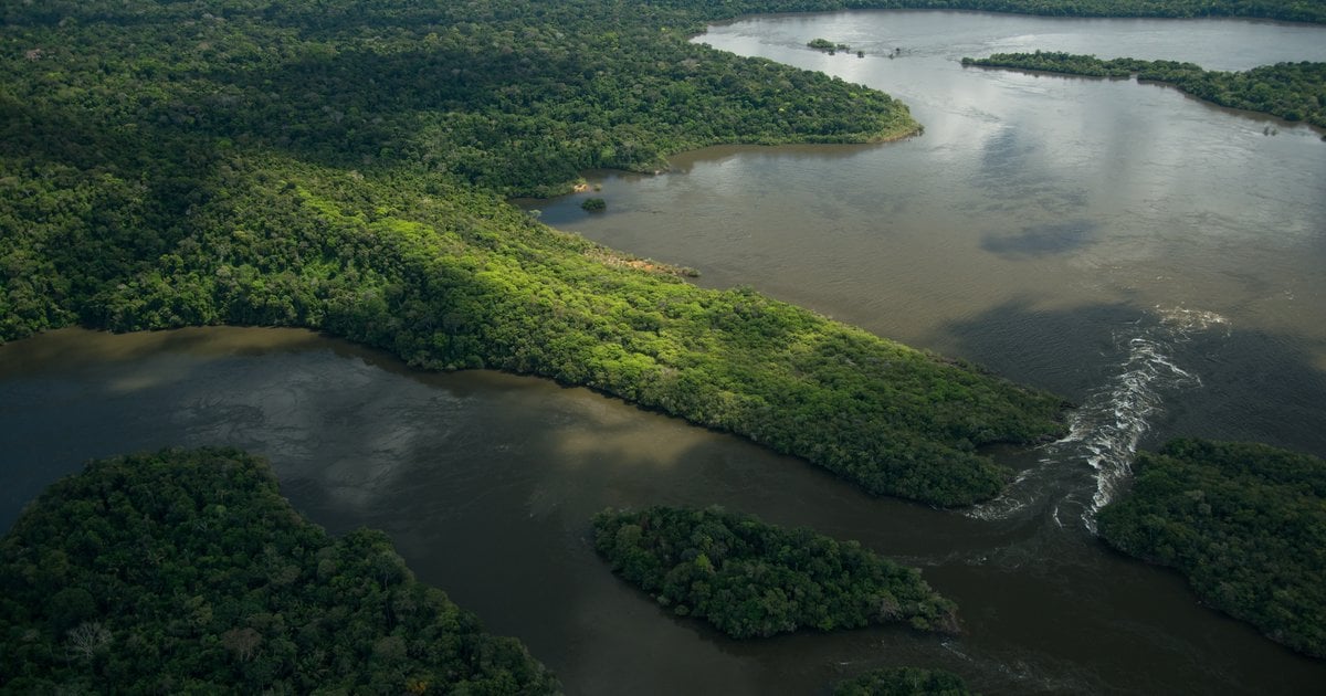 Amazon River Basin: Biodiversity Across Eight Nations | World Wildlife Fund