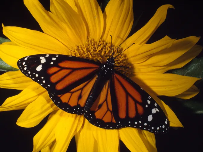 President’s Letter: The Power of Comprehensive Conservation | World Wildlife Fund