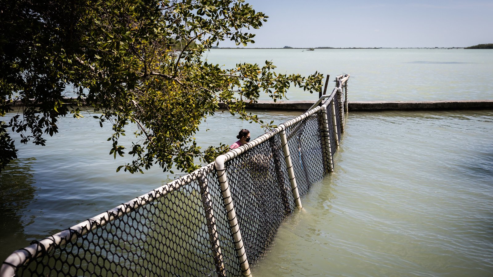 Protecting Belize’s Manatees and Coastal Habitats | WWF