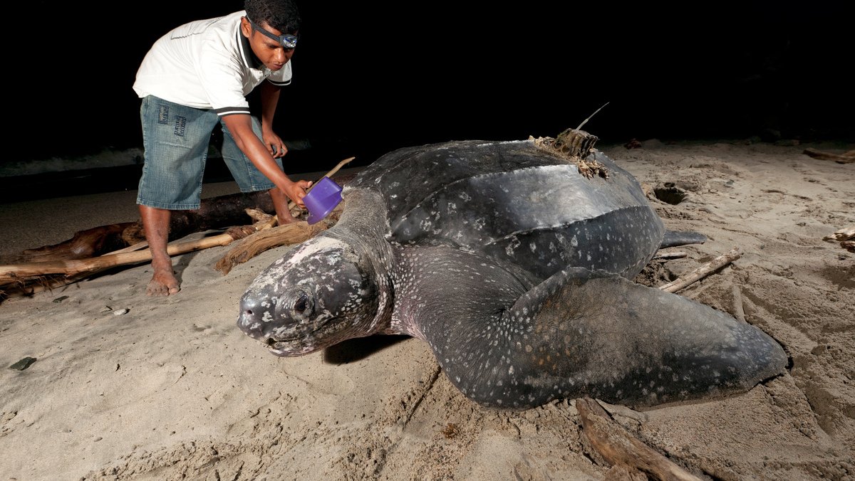 Protecting Pacific Sea Turtles | World Wildlife Fund