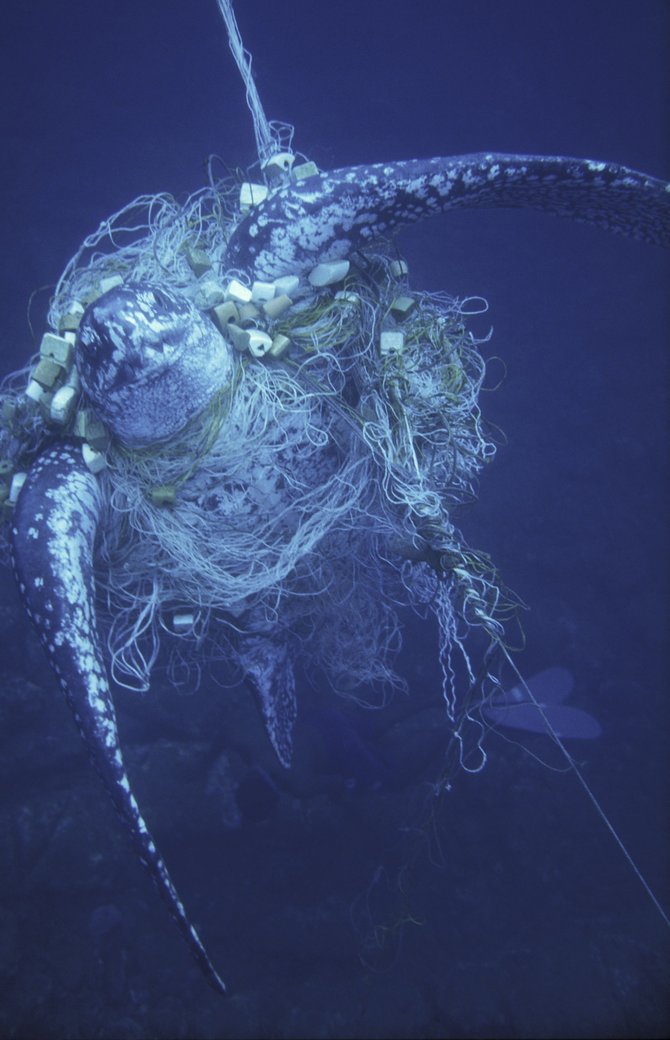 What Is Bycatch? | WWF