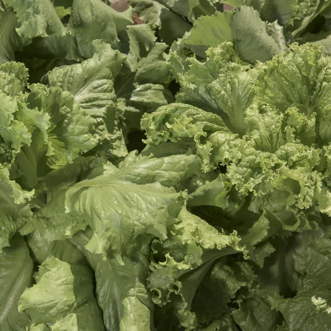 Embedding Circularity in Transition to Regenerative Agriculture | World Wildlife Fund