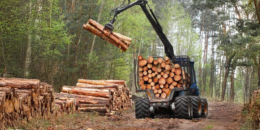How Forest Restoration Helps Prevent Disease | WWF