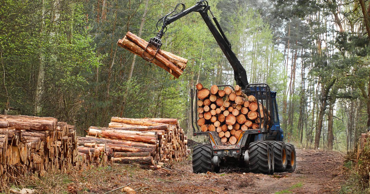 How Forest Restoration Helps Prevent Disease | WWF