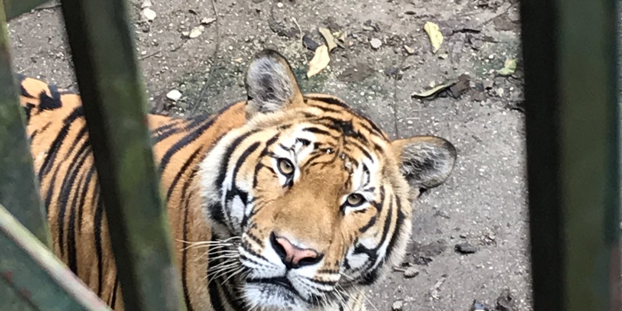 Inside a Tiger Farm in Southeast Asia | WWF