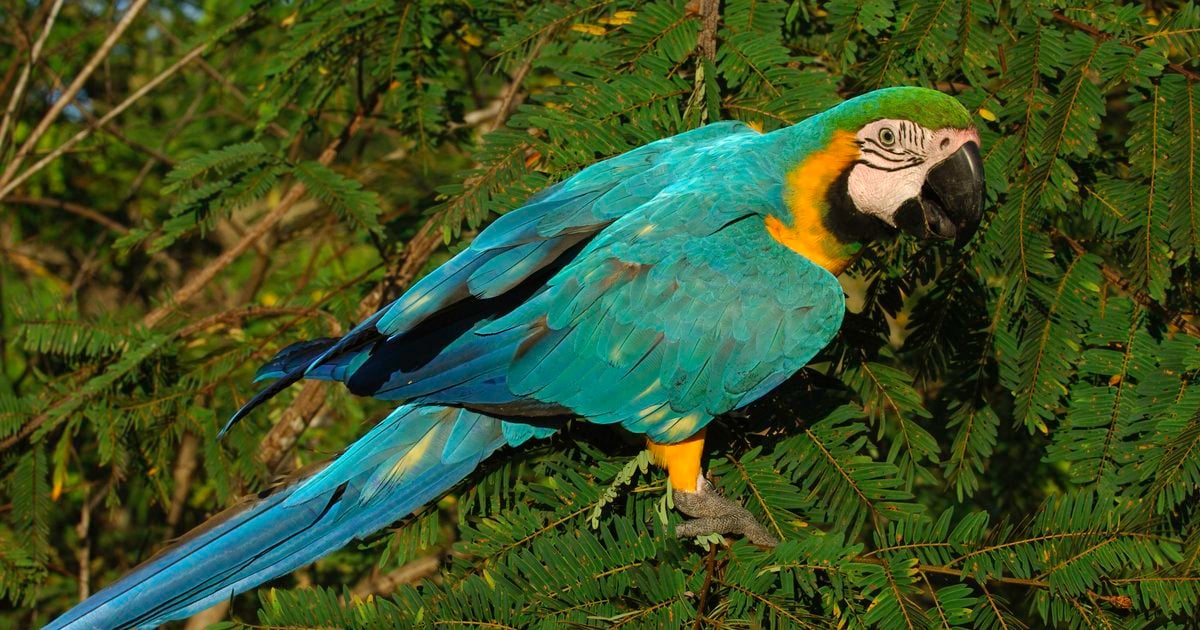 Macaw | WWF