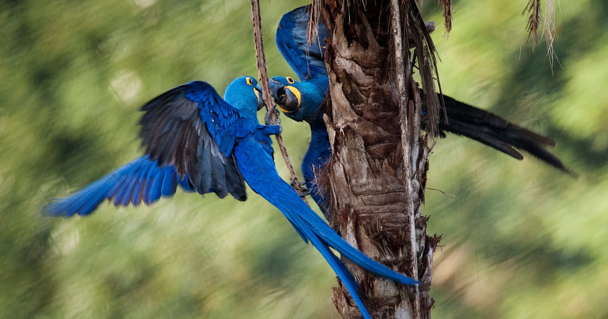 Protecting Brazil’s Caatinga Through ARCA Program | World Wildlife Fund