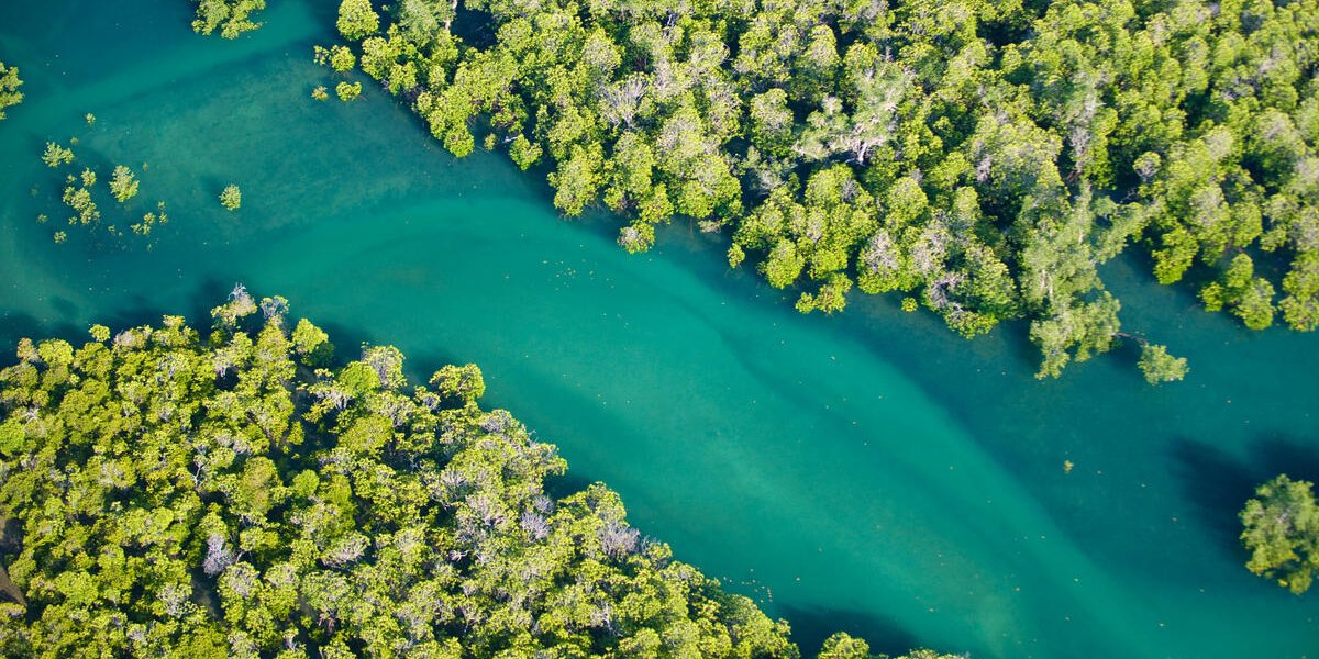 Mangroves from Space: Tracking Climate Resilience | World Wildlife Fund