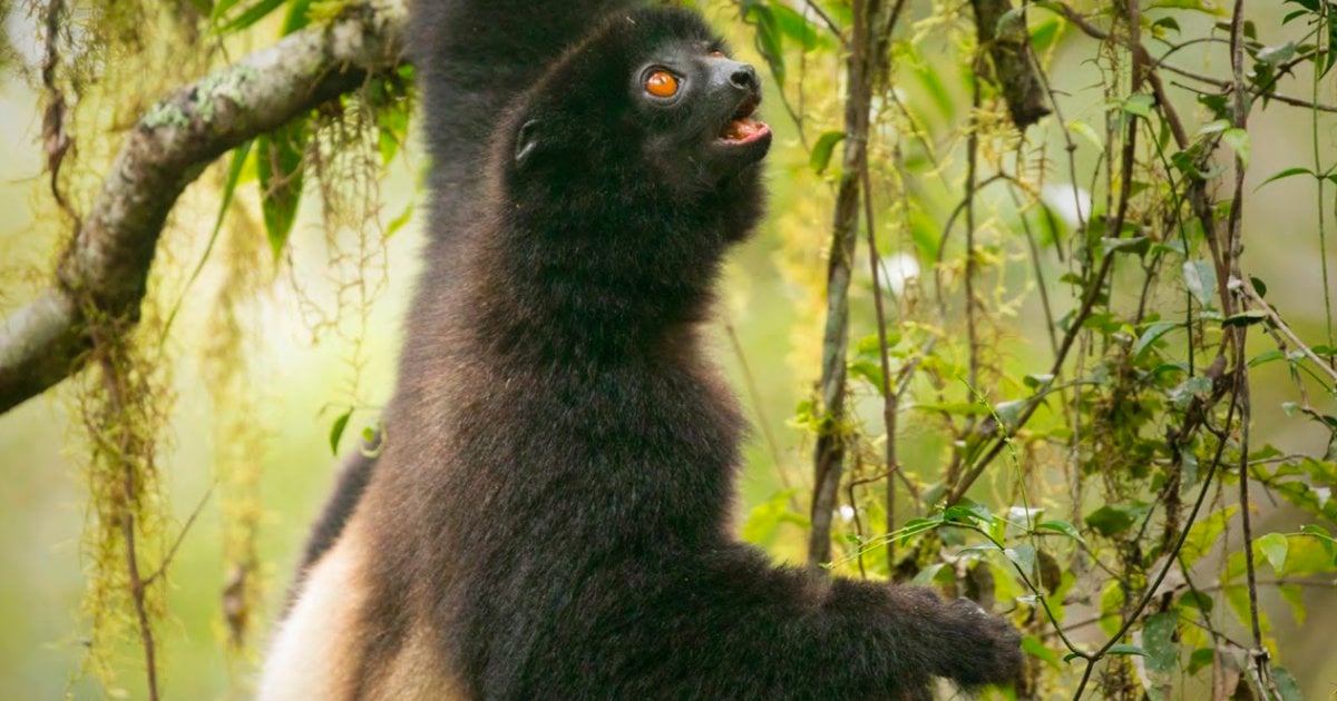 WWF IJ Madagascar 2025 Final Itinerary | WWF