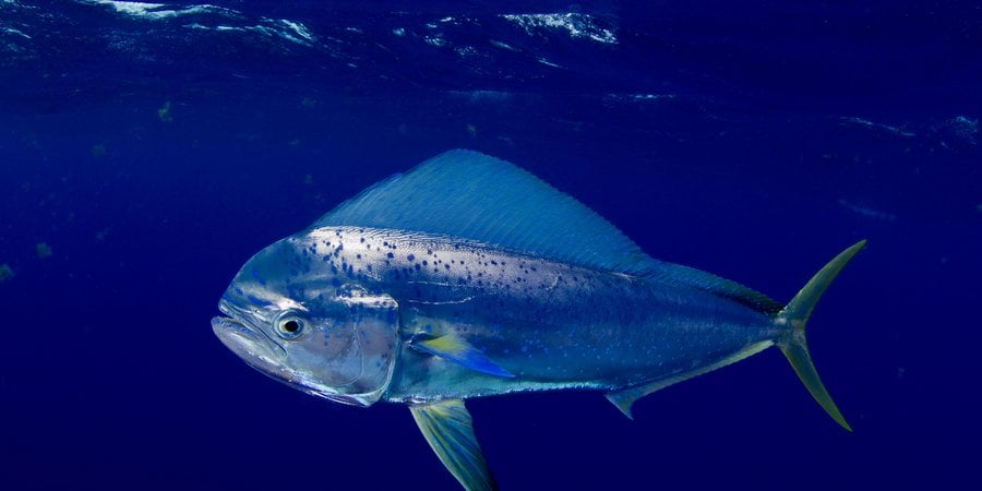 Tracing Seafood Is Key to Sustainability | WWF