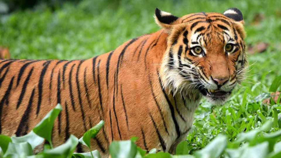 Protecting Tigers and Forests in Peninsular Malaysia | WWF